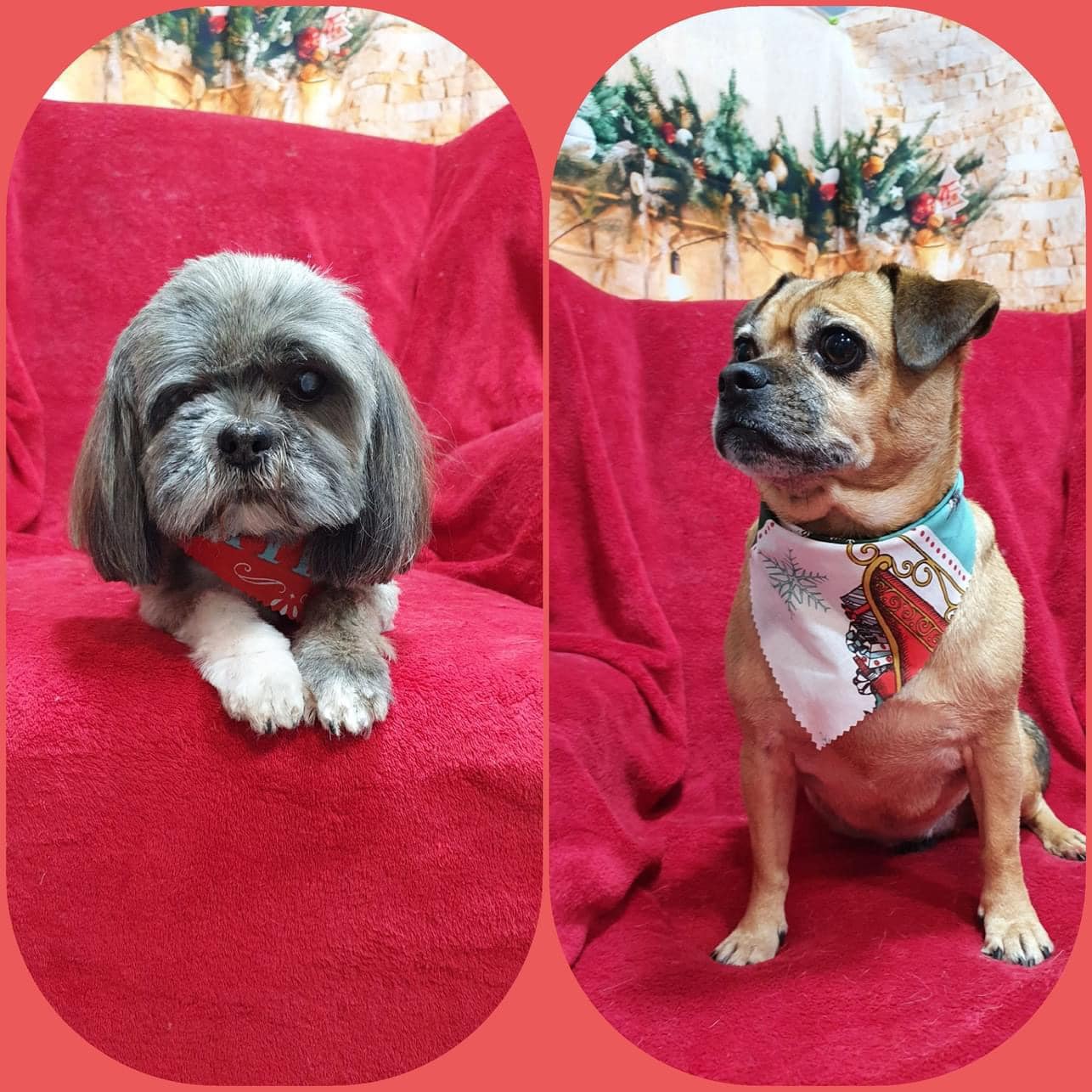 Dog Grooming - Pawtropolis Dog Day Care